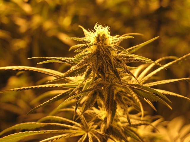 Grading Hawaii's Med Pot Program - Honolulu Civil Beat
