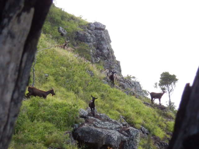 Goat Hunters Say State's Aerial Shooting Threatens A Traditional Food ...